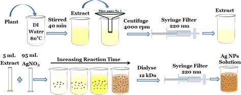 Schematic Of The Extract Preparation And Ag Nps Synthesis Via Plant