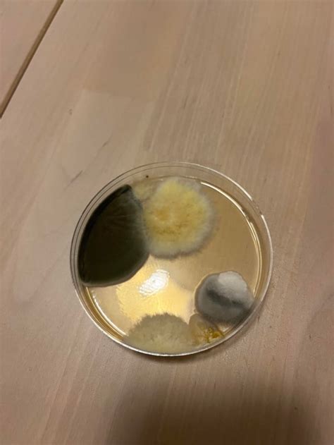 Did An At Home Mold Test Rmold