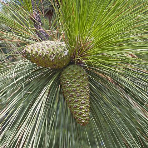 Longleaf Pine Tree Pinus Palustris Characteristics Growth Requirements And Benefits
