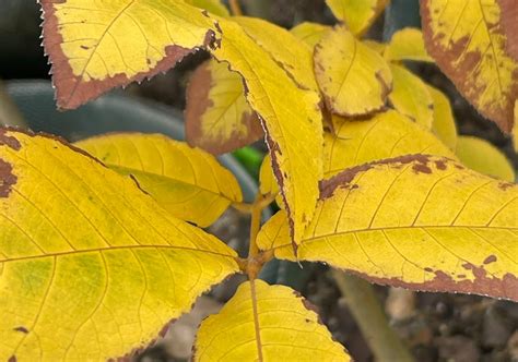 Shellbark Hickory Woody Warehouse Nursery Inc Lizton In