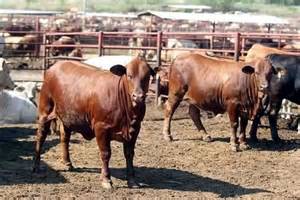 Alertan Por Contrabando De Bovino En El Sureste