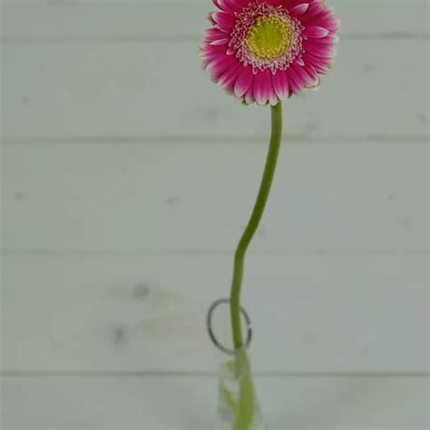 Gerbera Mini Cassis Water