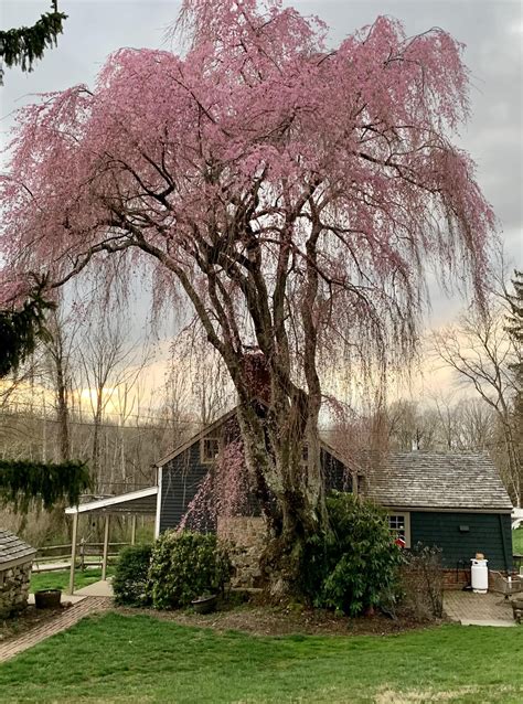 This Weeping Cherry Tree Graces My Yard R Gardening