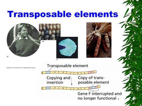 Transposons Complete Ppt Pptx