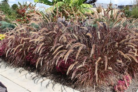 Pennisetum Advena Rubrum ‘ruby Magic Lambley Nursery