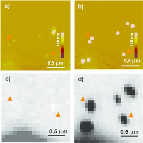 Optical Single Particle Detection 30 Nm Nanoparticle Probe Before Download Scientific Diagram