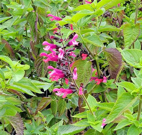 Salvia Amante Urban Tree Farm Nursery
