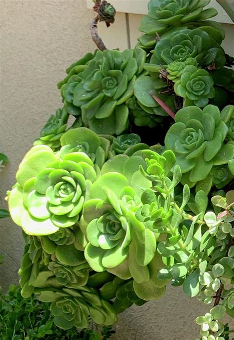 Succulent Photograph By Inez Ellen Titchenal Pixels
