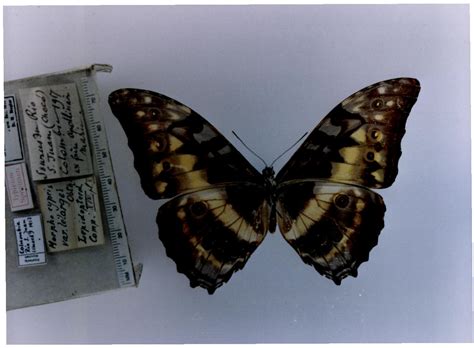 Morpho Cypris Chrysonicus Type Specimens