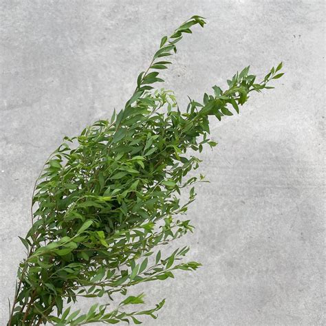 公平花卉 Fairtradeblossom 農夫親摘花田直送，用鮮花點亮每一天