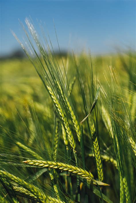 Cereal And Field Crops