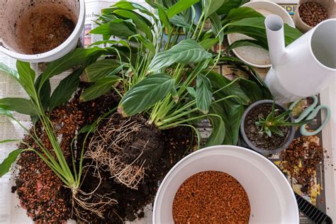 Do Lilies Propagate At Robert Bence Blog