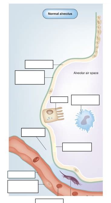 Key Lung Cell Types And Structures In Respiratory Anatomy Diagram Quizlet