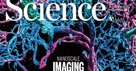 [표지로 읽는 과학] 초파리 뇌 속 깊은 곳까지 분자 단위로 본다