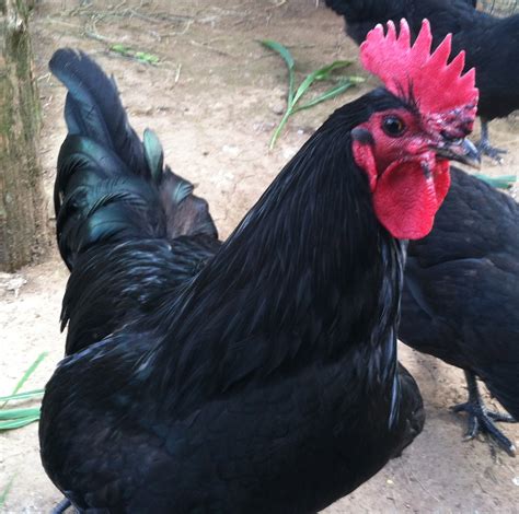 Black Australorp Cockerel Backyard Chickens Learn How To Raise Chickens