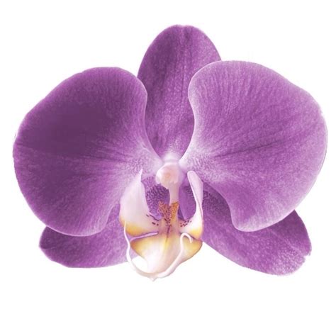 누 가 사 랑 이 필 요 할 까 🥐 Angelsinspring On Tumblr