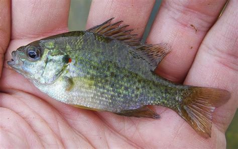 Pumpkinseed Sunfish