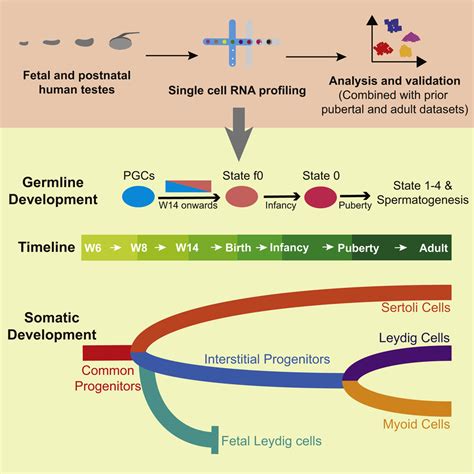 Single Cell Analysis Of The Developing Human Testis Reveals Somatic