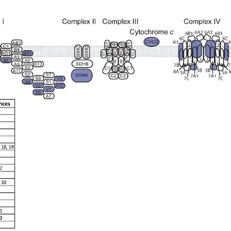 Oxphos Subunit Phosphorylation 1a Schematic Representation Of The Download Scientific Diagram
