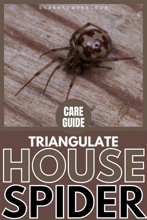 60 Massachusetts Spider And Spider Ideas To Save Today Crab Spider Wolf Spider Spider