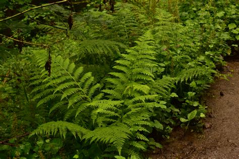 Lady Fern Plant