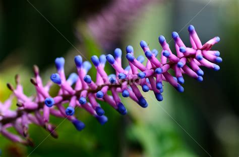 Fantastis 28 Gambar Bunga Jarum Jarum Gambar Bunga Indah