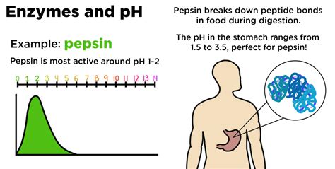 Enzyme Reaction Rates Ph — Effects And Examples Expii