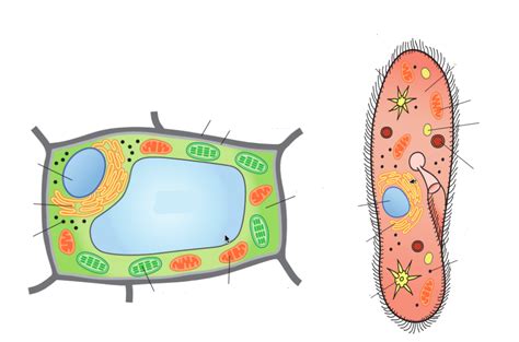 Protist Cells In Case Diagram Protists Examples With Names