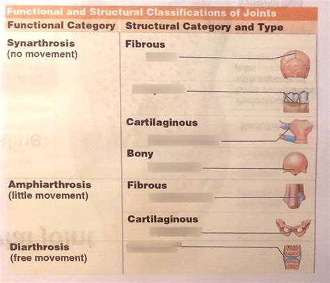 classification of joints