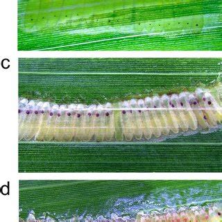 Phenotypes Of Gwss Egg Masses Pre And Post Njection A Egg Mass
