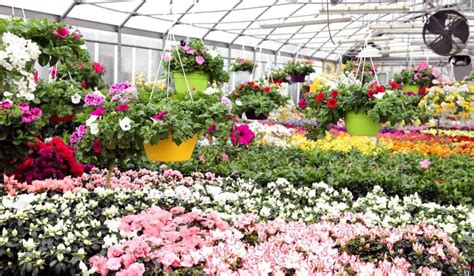 Best Greenhouse Plants You Can Grow Greenhouse Plant Ideas