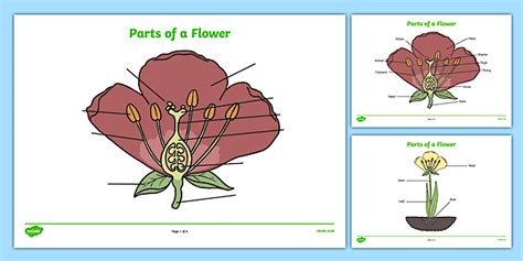 Labelling A Plant Worksheet Teaching Resources Twinkl