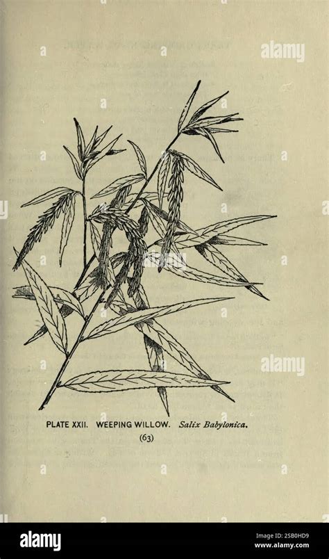 A Guide To The Trees New York Fa Stokes C1900 Trees United