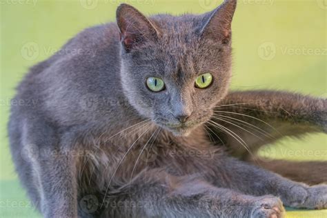 Portrait Of A Cute Domestic Cat Grey Russian Blue Breed Female With