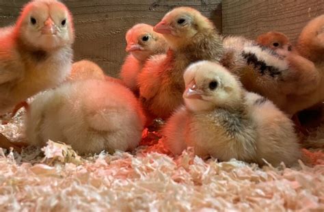 Is Fall The Best Time To Raise Chicks Omlet Blog Us