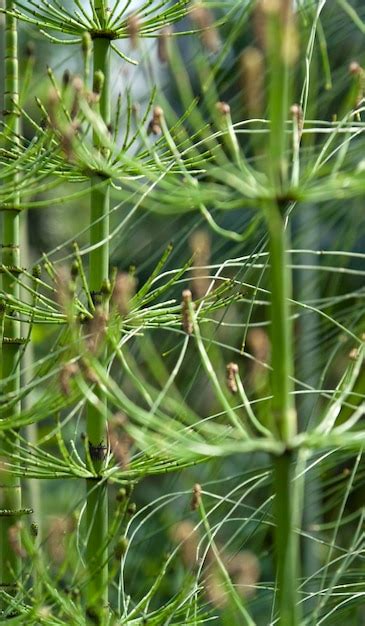Equisetum Premium Photo