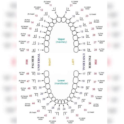 Tooth Numbering Systems Permanent Teeth 1 The Universal Numbering