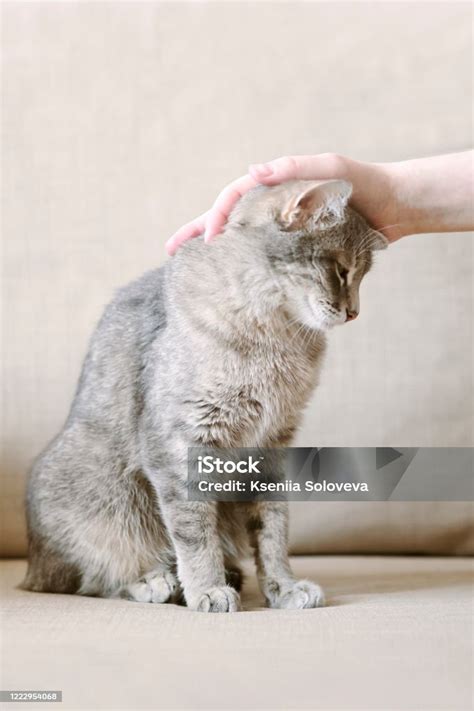 The Owner Strokes His Gray Striped Cat A Contented Cat Loves A Human