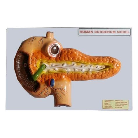 Human Duodenum Model On Board Labtex Bd