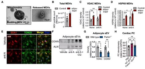 线粒体氧化应激、细胞外囊泡 知乎