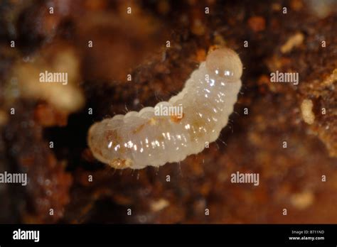 Bark Beetle Xyleborus Sp A Wood Boring Beetle Larva In Damaged