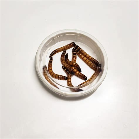 Free Reptile Feeder Dish When You Order 20 In Dubia Roaches This