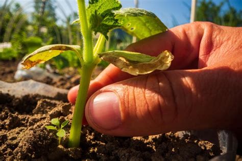 Página 8 Imágenes De Cultivo Basico Descarga Gratuita En Freepik
