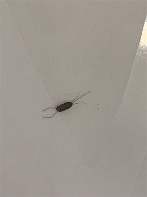 Silverfish Rwhatsthisbug