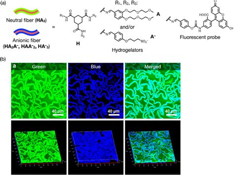 Phase‐separated Supramolecular Hydrogel A Chemical Structures Of