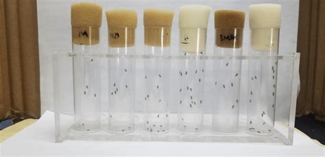 Imagej 自动将源图或堆栈与目标图配准 Stackreg插件 损不足