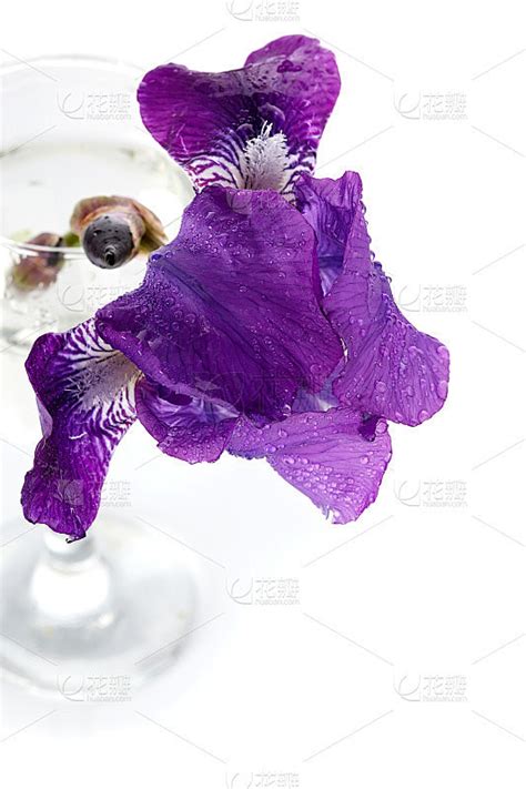 紫罗兰鸢尾花在玻璃杯里。