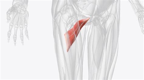 The Adductor Brevis Is A Muscle In The Thigh Situated Immediately Deep To The Pectineus And