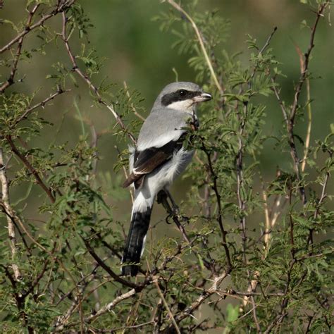 Loggerhead Shrike South Texas Wildlife Photography Predator Bird
