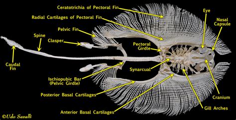 Bio370 Shark Skeleton